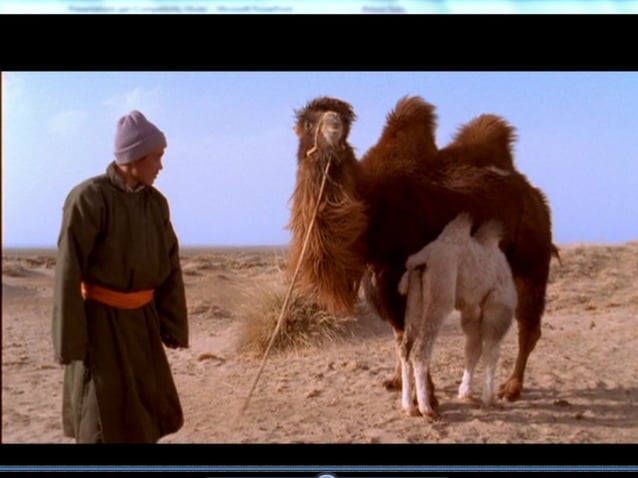 Weeping camel | PPT