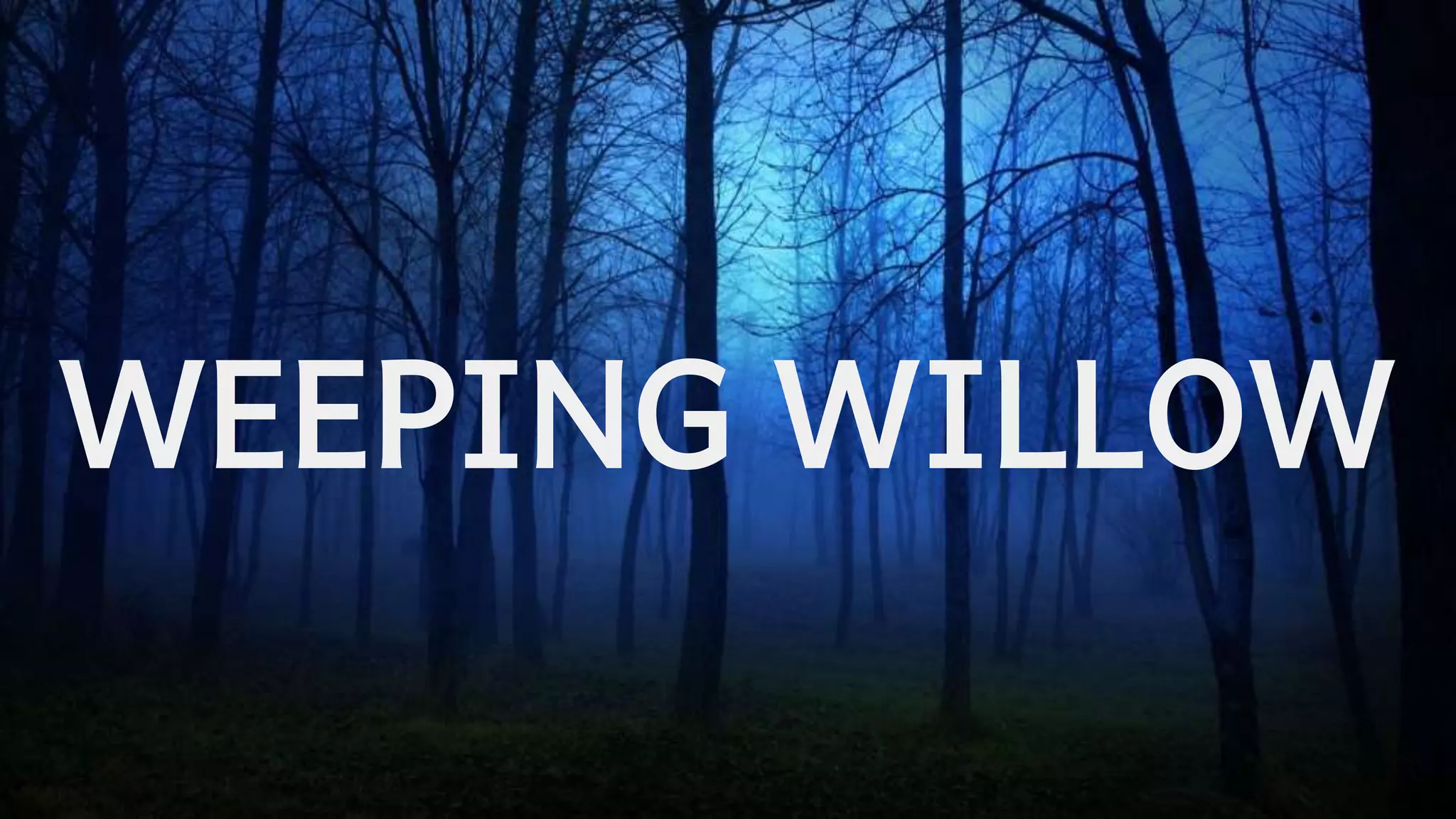 Weeping Willow | PPT