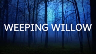 Weeping Willow | PPT