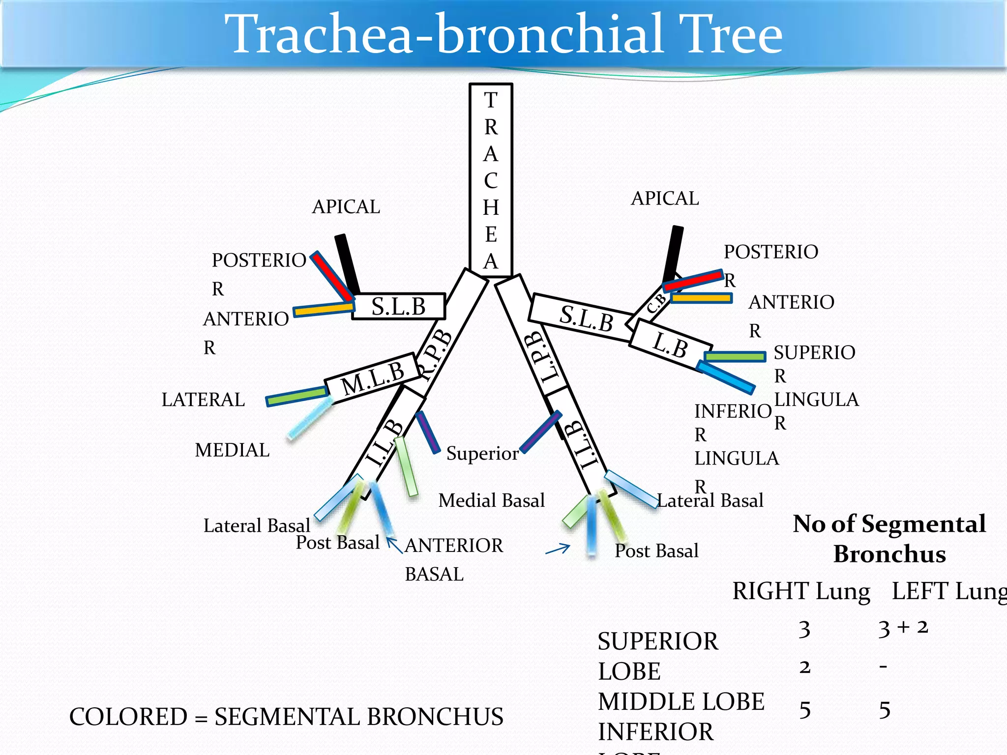 Weibel’s model of airways | PPTX