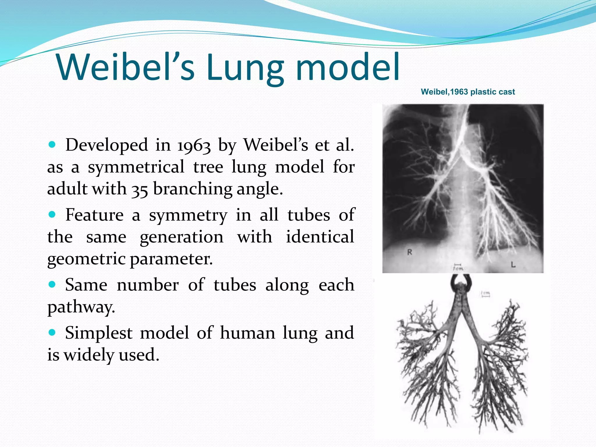 Weibel’s model of airways | PPTX