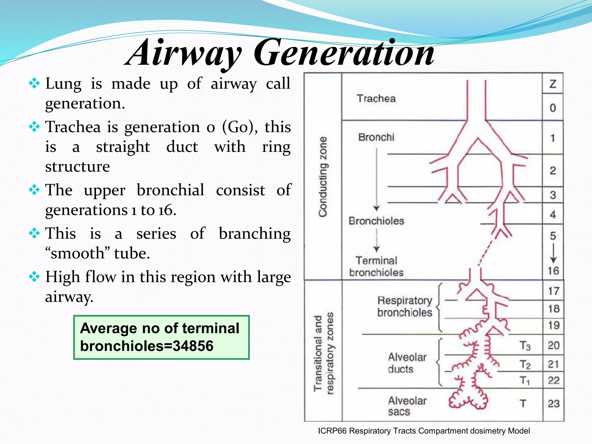 Weibel’s model of airways | PPTX