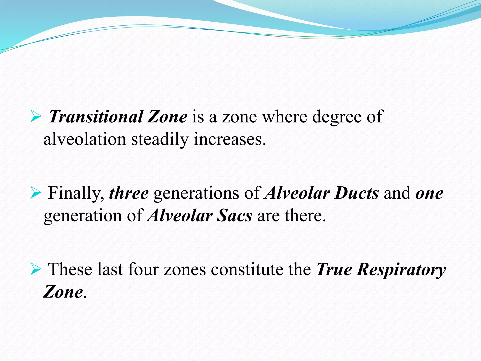 Weibel’s model of airways | PPTX