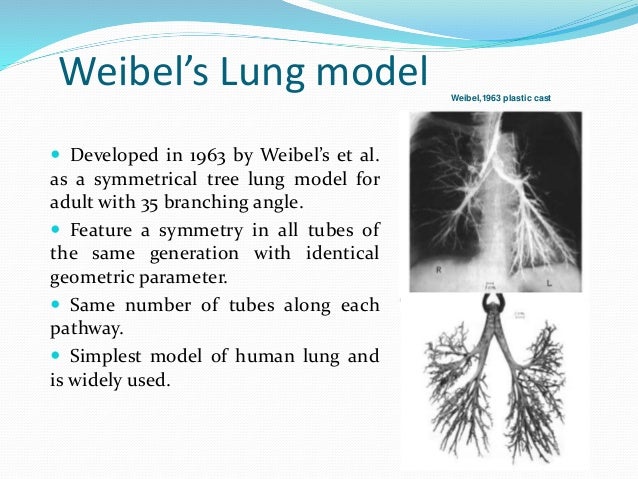 Weibel’s model of airways