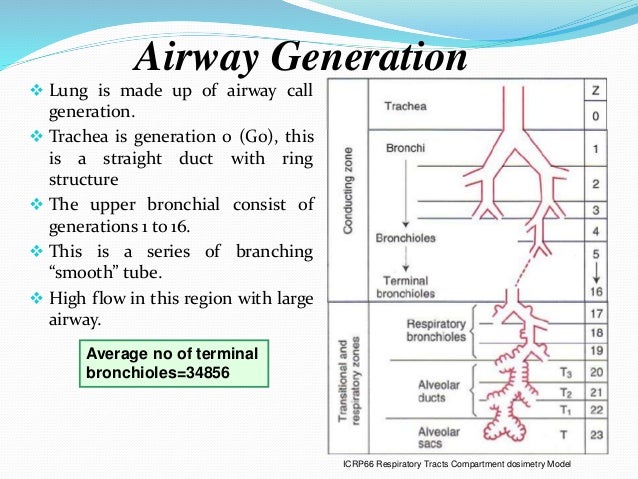 Weibel’s model of airways