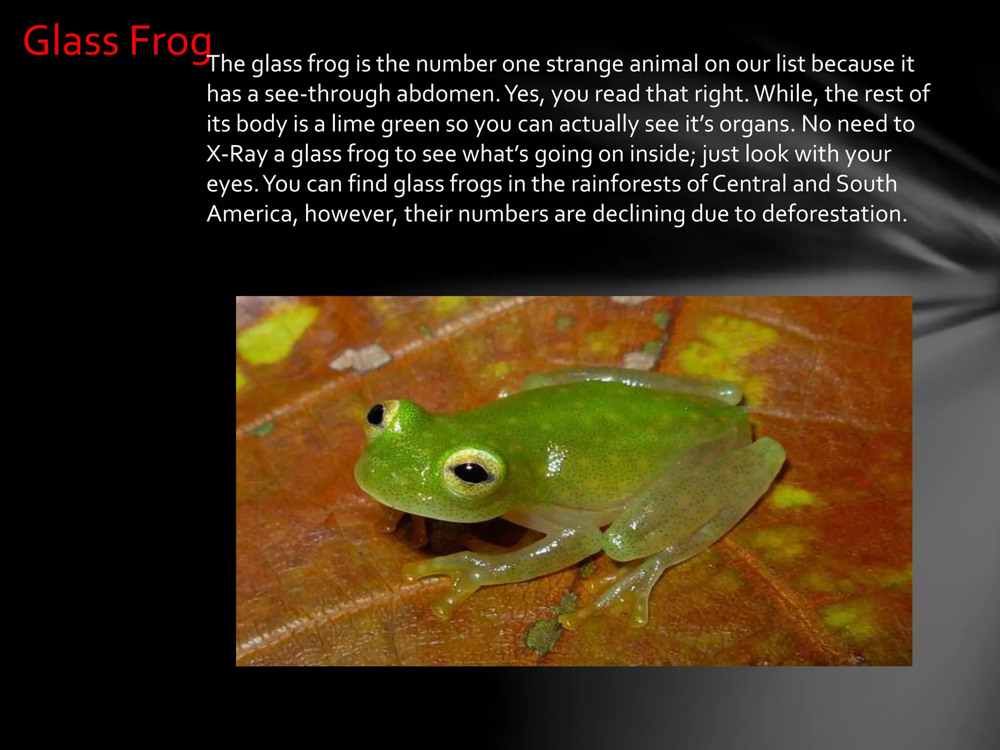 Weird Animals | PPTX