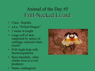 Weird animals of the day! | PPT