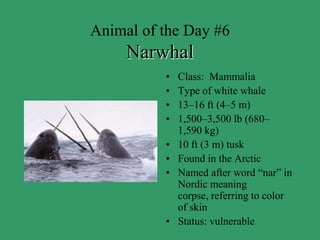Weird animals of the day! | PPTX
