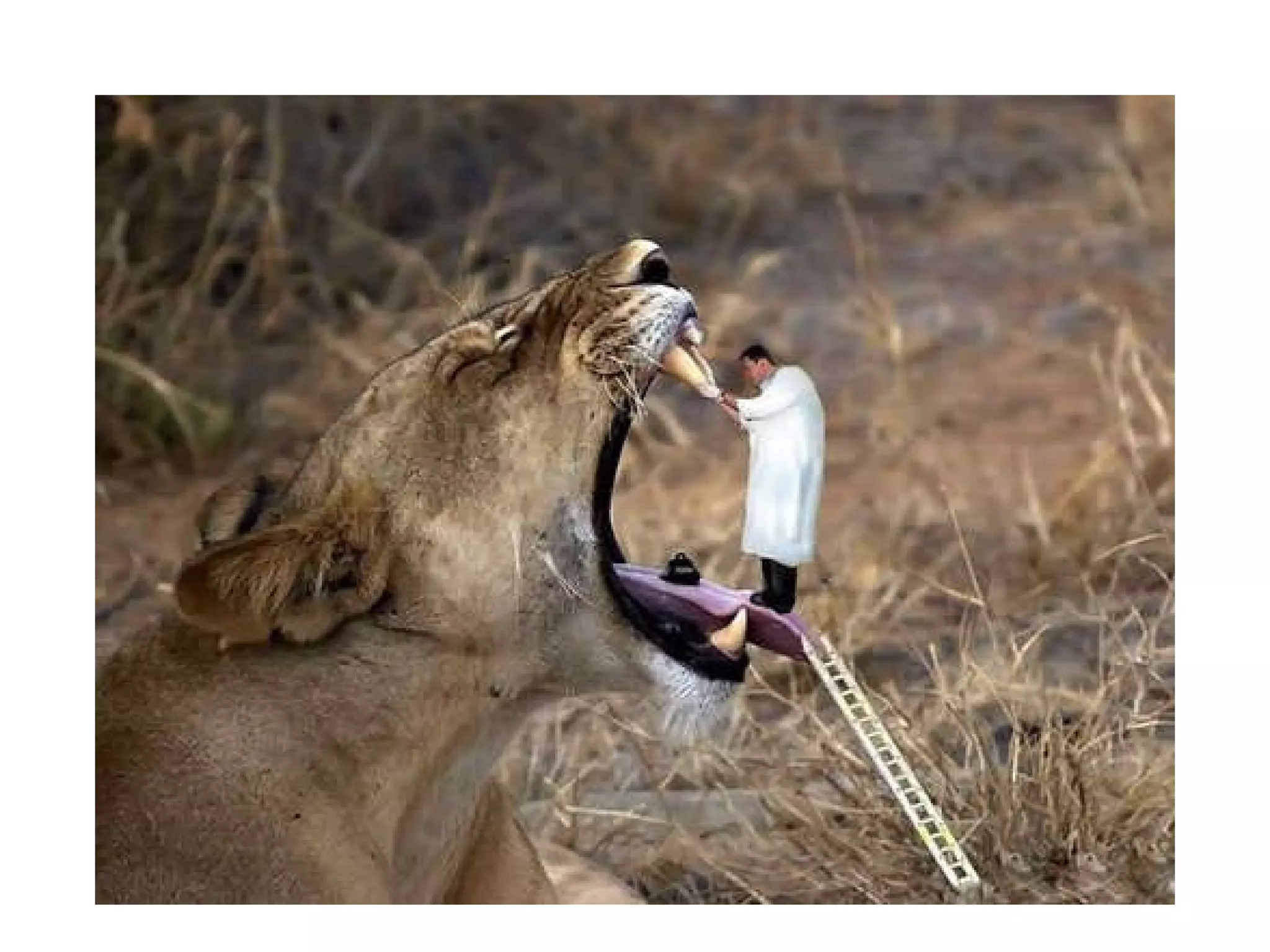 Weird Photoshop Images | PPT | Photo Editing Software | Computer ...