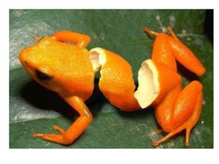 Weird Photoshop Images | PPT