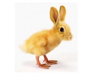 Weird Photoshop Images | PPT