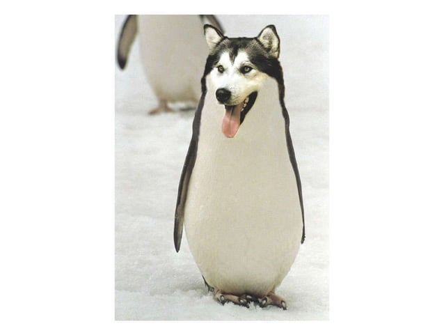 Weird Photoshop Images | PPT