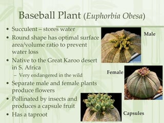 Weird plants 2011 | PPTX