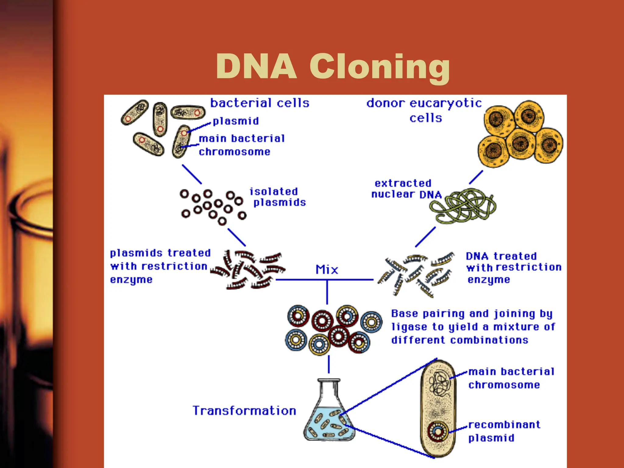HS Biology - Biotechnology (gen. engineering, cloning, stem cells) | PDF