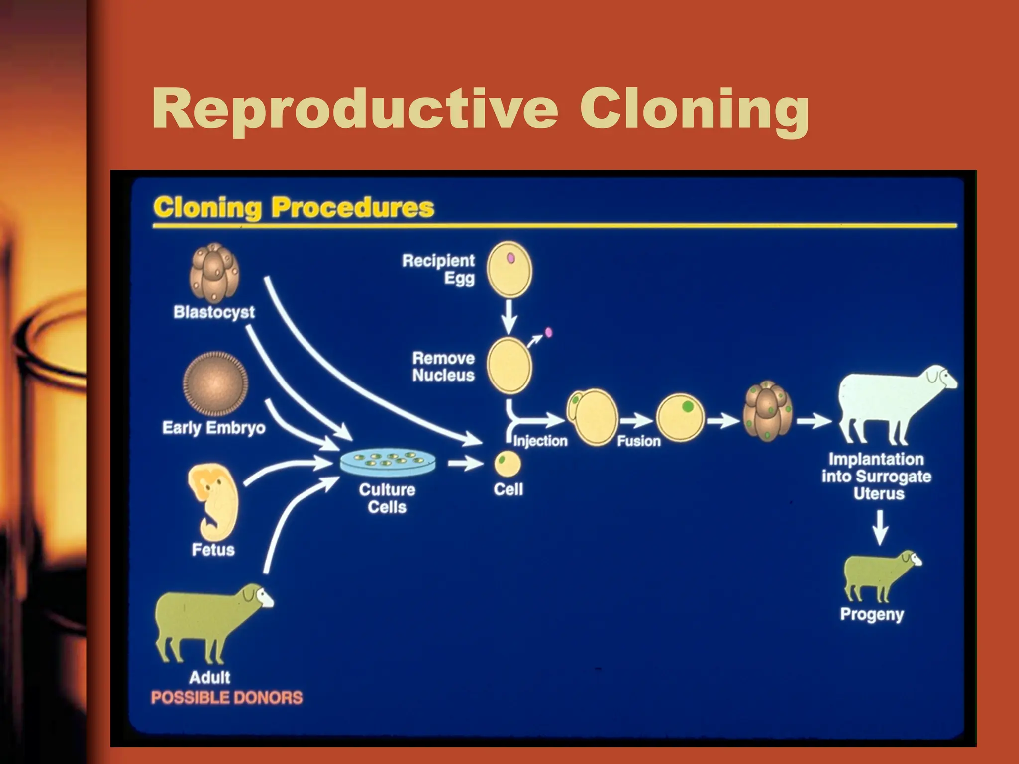HS Biology - Biotechnology (gen. engineering, cloning, stem cells) | PDF