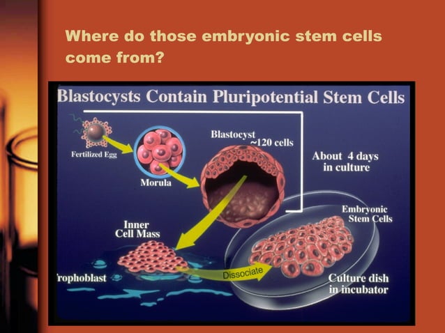 HS Biology - Biotechnology (gen. engineering, cloning, stem cells) | PPT