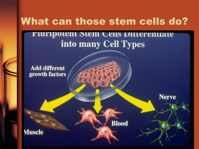HS Biology - Biotechnology (gen. engineering, cloning, stem cells) | PPT