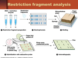 HS Biology - Biotechnology (gen. engineering, cloning, stem cells) | PDF