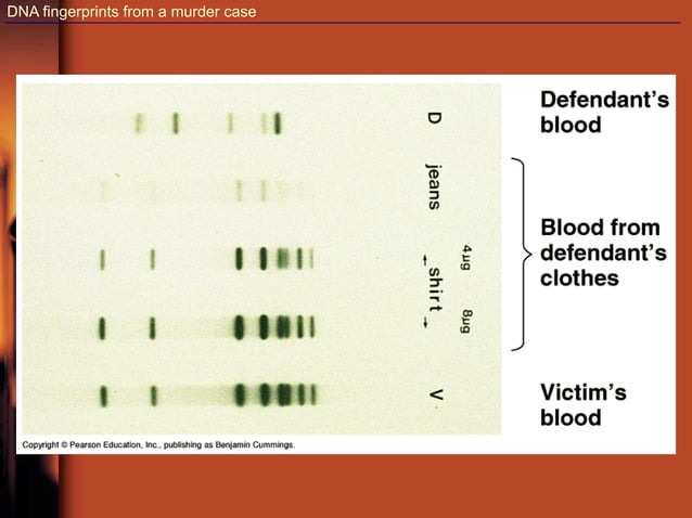 HS Biology - Biotechnology (gen. engineering, cloning, stem cells) | PPT