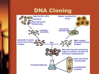 HS Biology - Biotechnology (gen. engineering, cloning, stem cells) | PDF