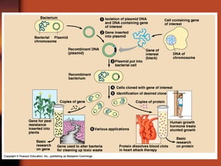 HS Biology - Biotechnology (gen. engineering, cloning, stem cells) | PDF