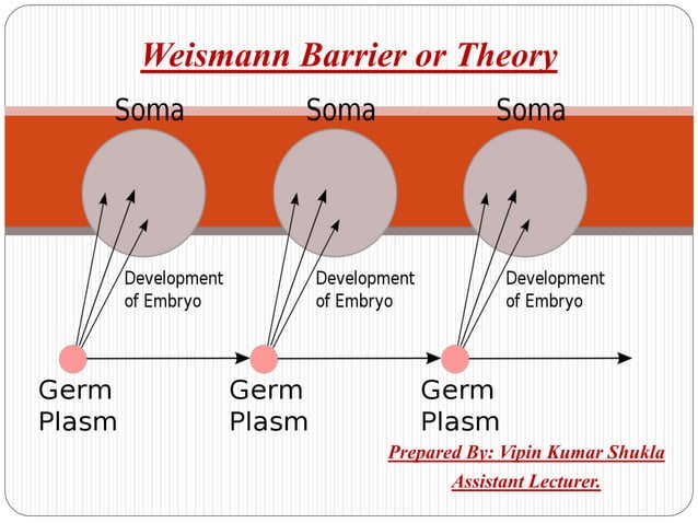 Weismann barrier or theory | PPTX | Biological Sciences | Science