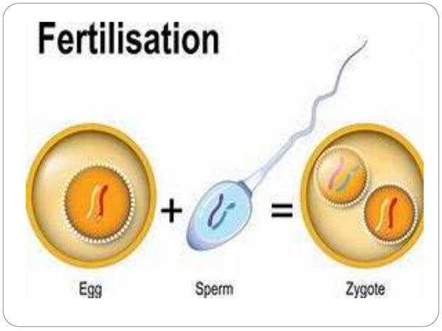 Weismann barrier or theory | PPTX | Biological Sciences | Science