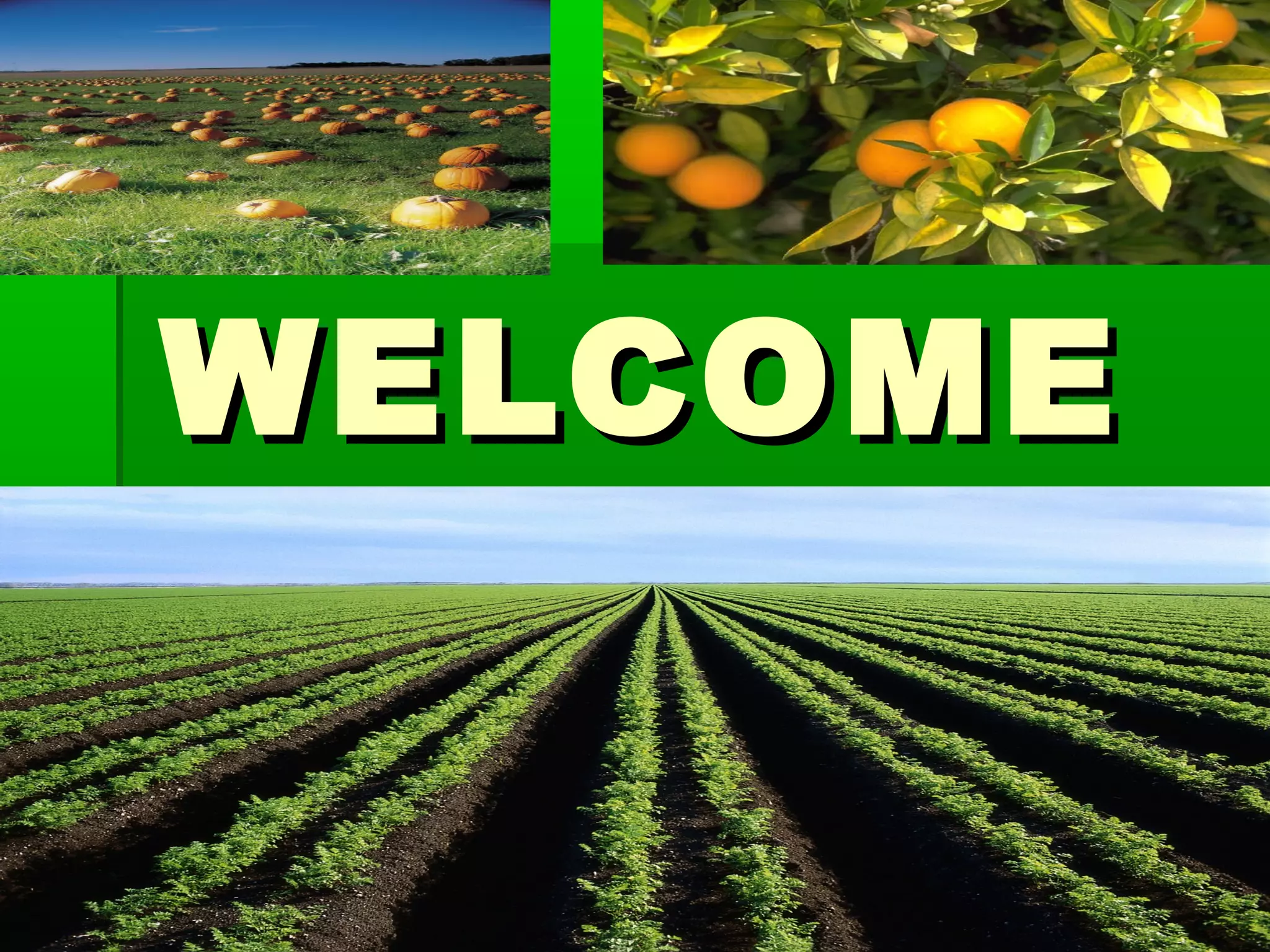 Crop Production And Management | PPT Crop Production And Management | PPT