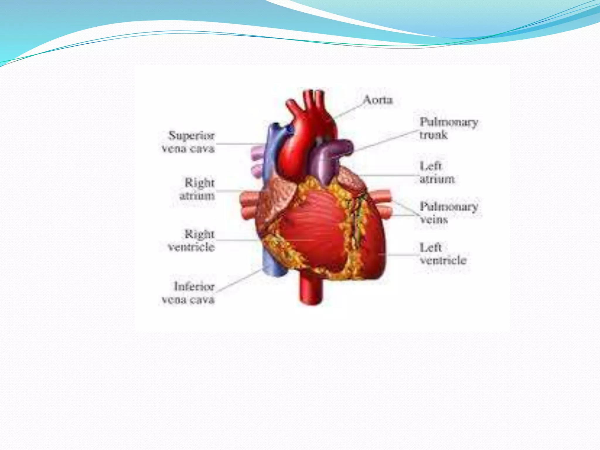 Heart Structure | PPTX