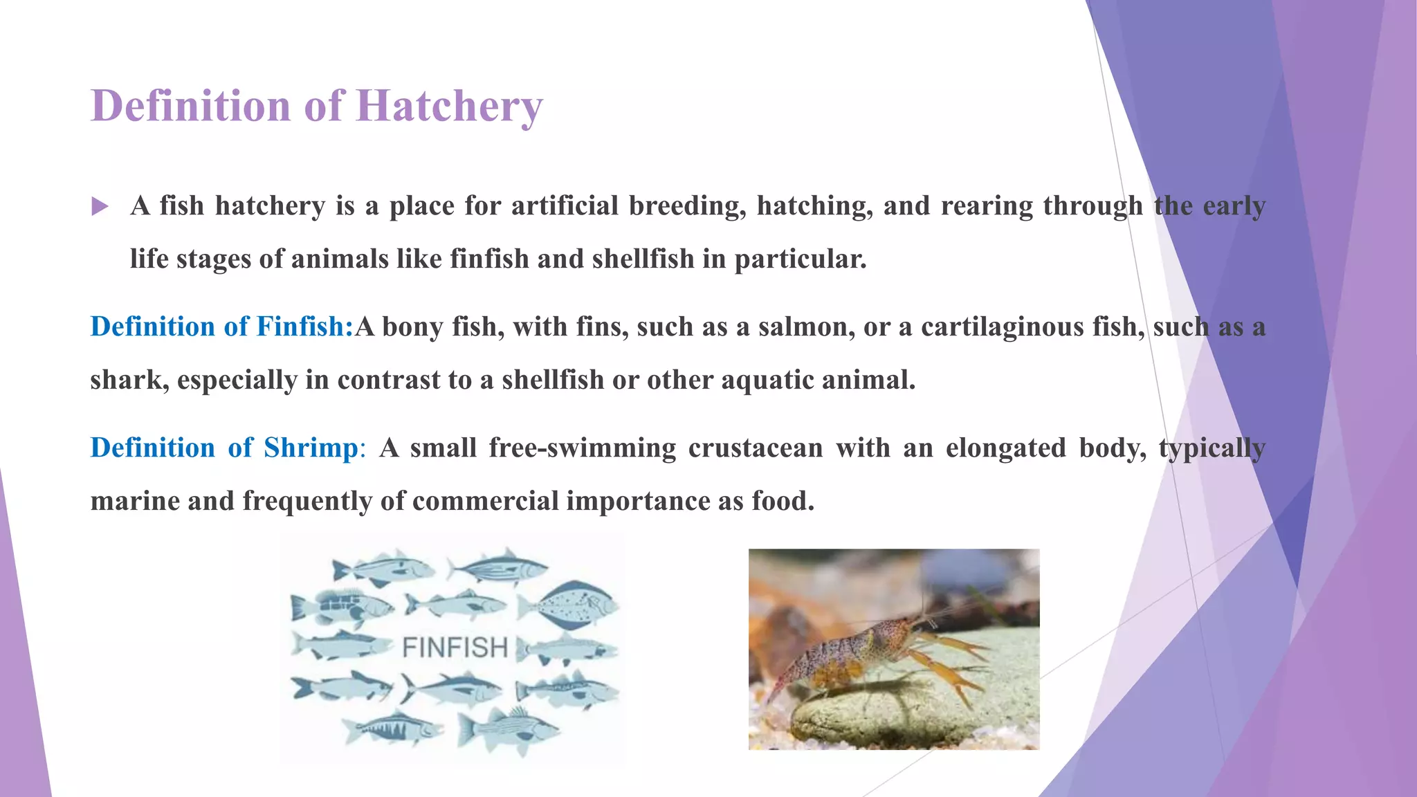 Hatchery Components of Fin fish and Shrimp | PPTX