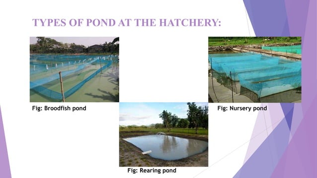 Hatchery Components of Fin fish and Shrimp | PPTX | Zoos & Aquariums ...