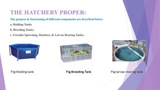 Hatchery Components of Fin fish and Shrimp | PPTX