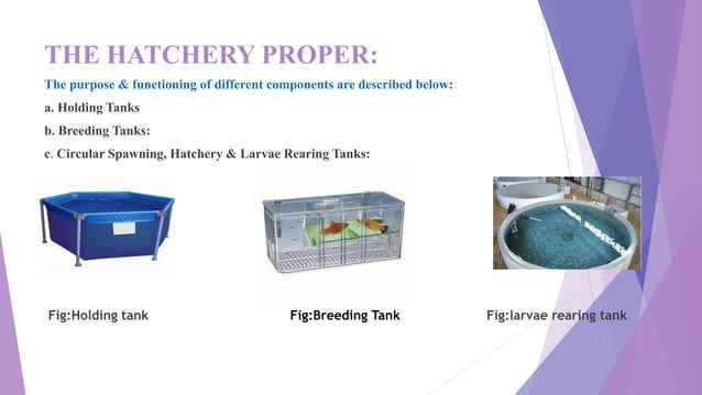 Hatchery Components of Fin fish and Shrimp | PPTX | Zoos & Aquariums ...