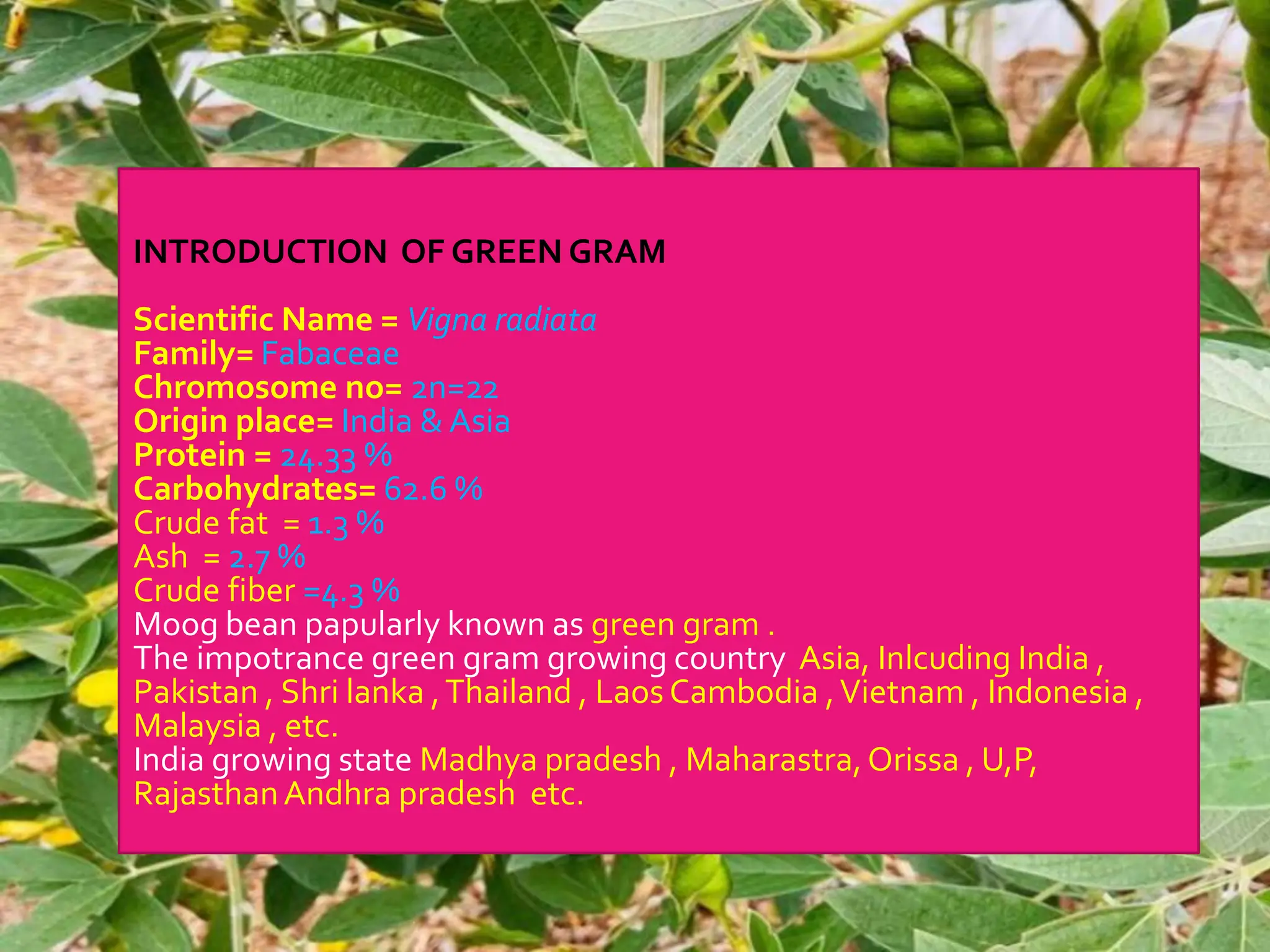 SEED PRODUCTION OG GREEN GRAM AND BLACK GRAM | PPTX