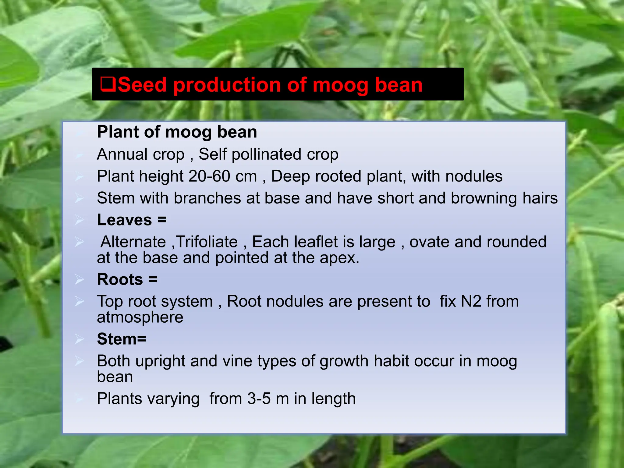 SEED PRODUCTION OG GREEN GRAM AND BLACK GRAM | PPTX