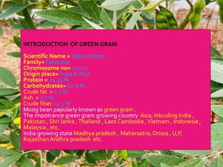SEED PRODUCTION OG GREEN GRAM AND BLACK GRAM | PPTX