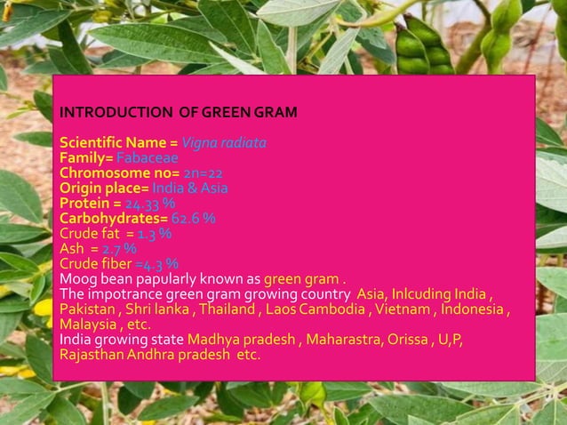 SEED PRODUCTION OG GREEN GRAM AND BLACK GRAM | PPTX