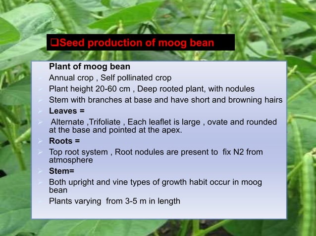 SEED PRODUCTION OG GREEN GRAM AND BLACK GRAM | PPTX