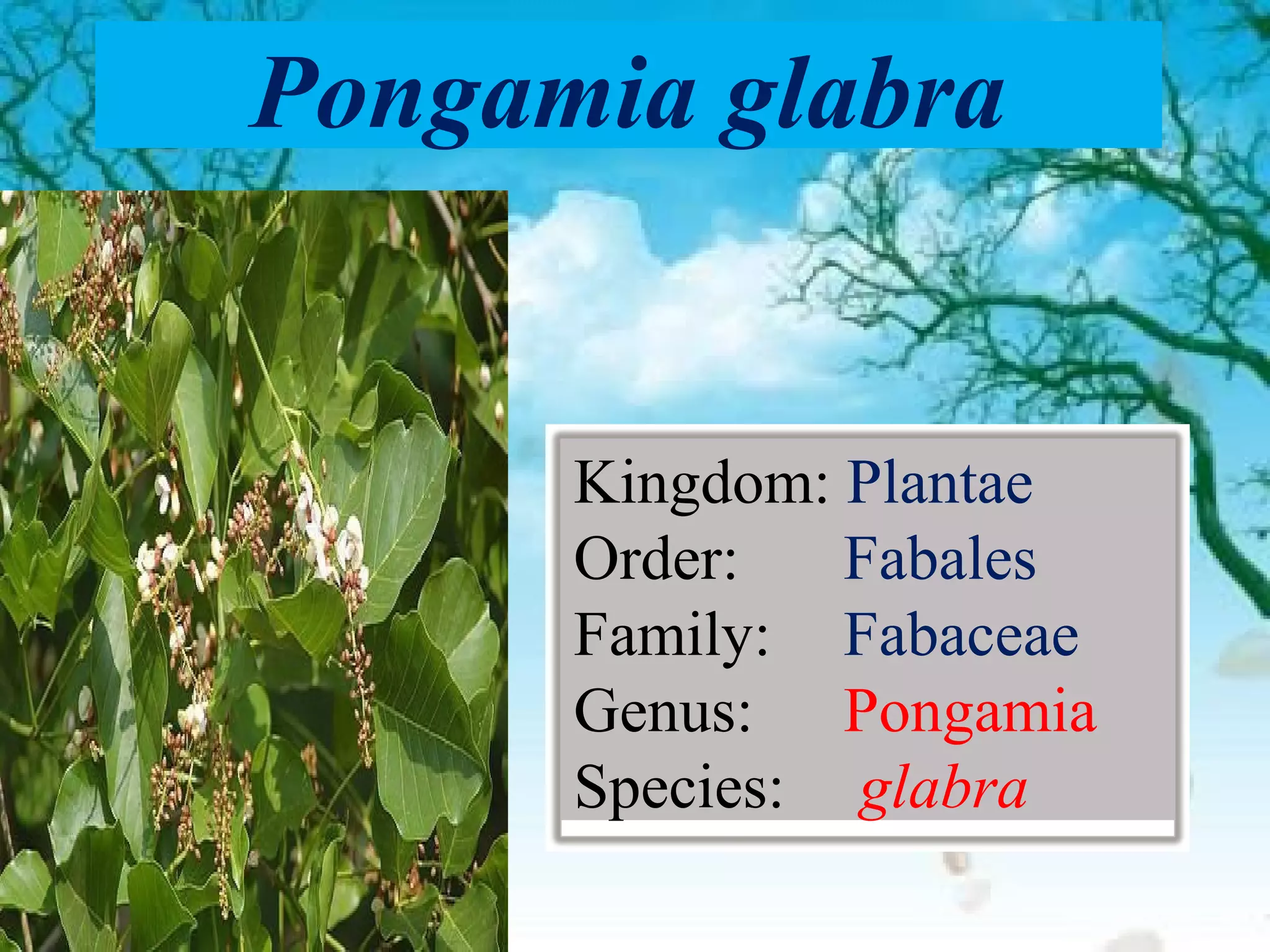 PHYTOCHEMICAL ANALYSIS AND ANTIBACTERIAL ACTIVITY OF LEAVES EXTRACT ...