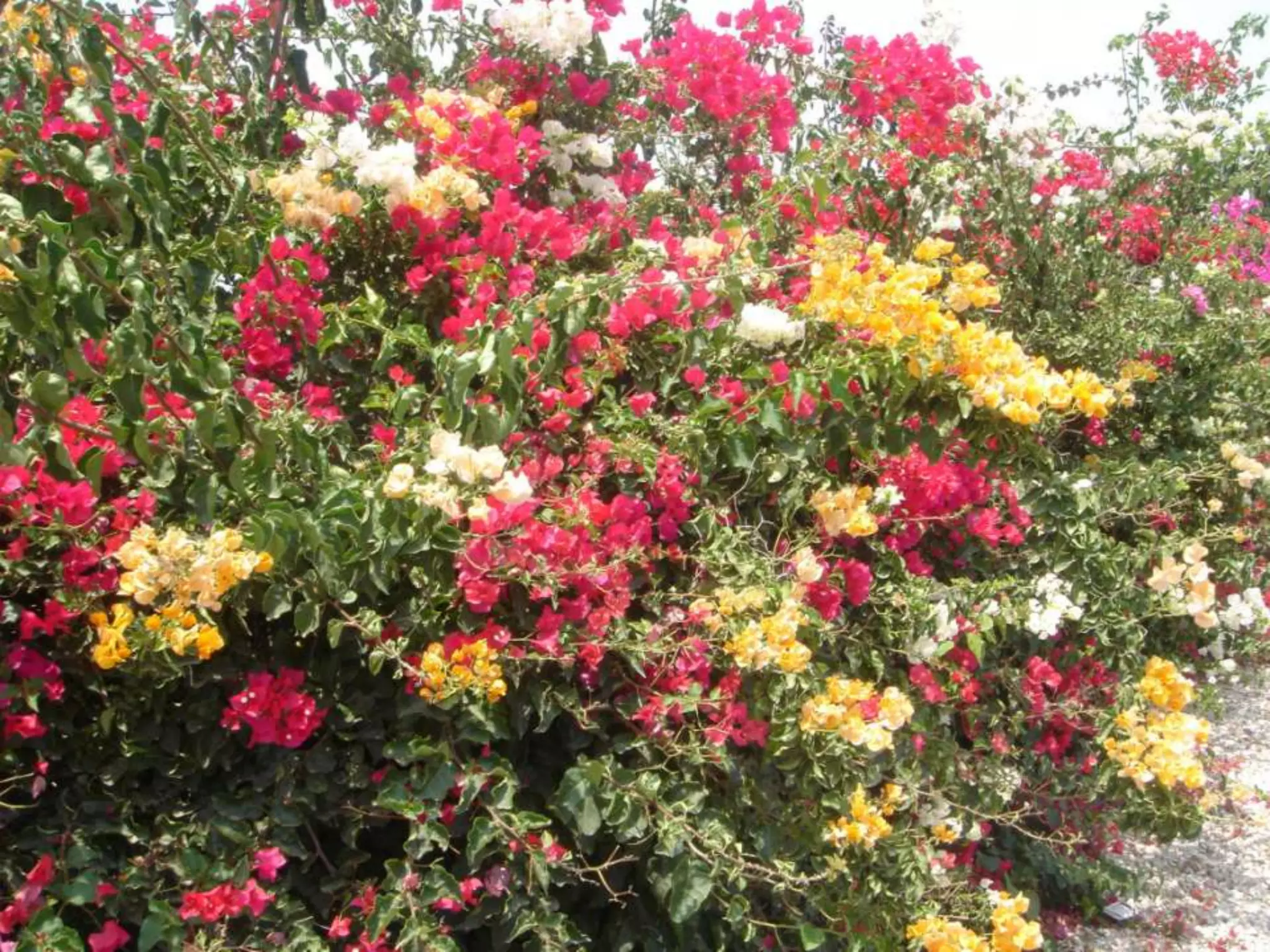 Welcome back luciana | PPSX