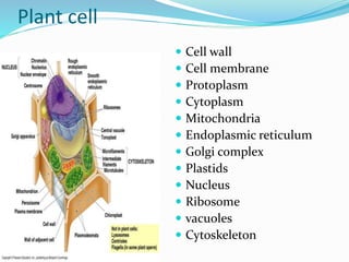 Plant cell | PPTX