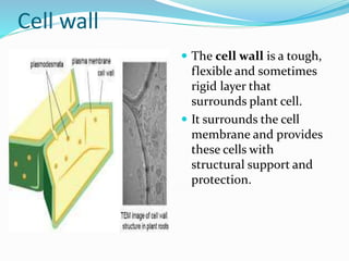 Plant cell | PPTX | Biological Sciences | Science
