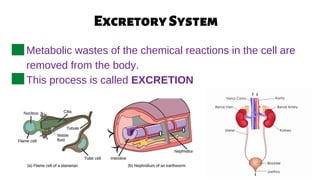 COMPARATIVE ACCOUNT OF EXCRETORY PROCESS AMONG INVERTEBRATES | PDF