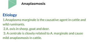 Anaplasmosis | PPTX