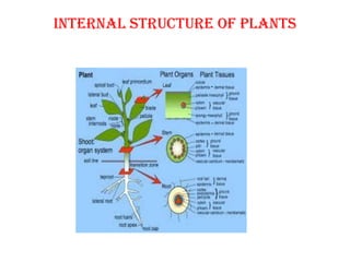 Application of anatomy in Plant Systematics & Pharmacognosy | PDF