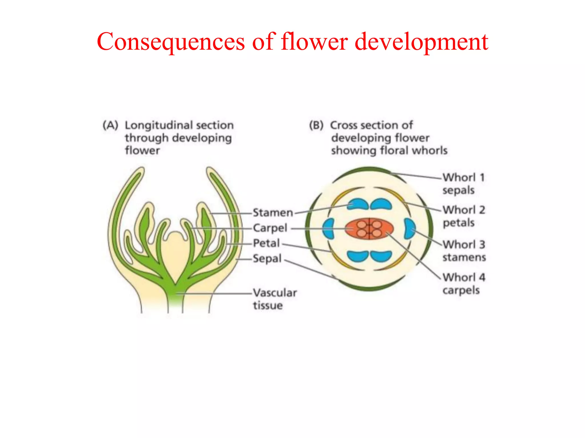 Welcome to flower development -Genetic & Molecular aspects | PDF