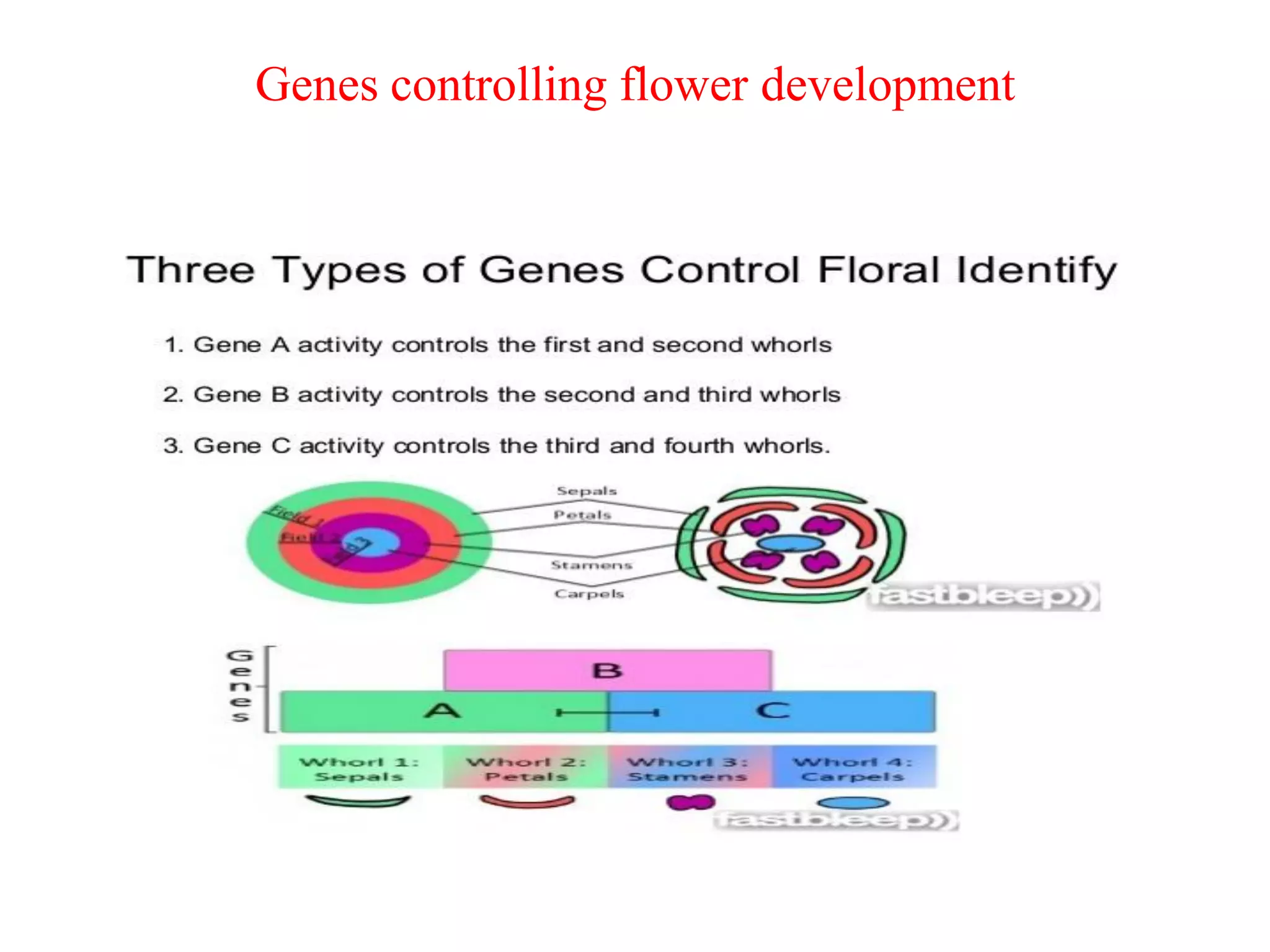 Welcome to flower development -Genetic & Molecular aspects | PDF