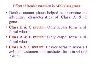 Welcome to flower development -Genetic & Molecular aspects | PDF