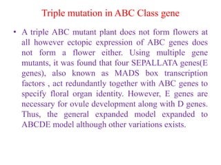 Welcome to flower development -Genetic & Molecular aspects | PDF