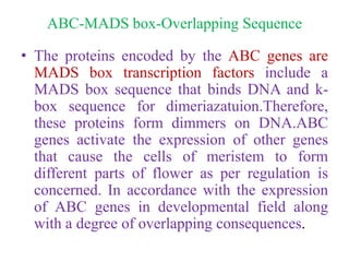 Welcome to flower development -Genetic & Molecular aspects | PDF